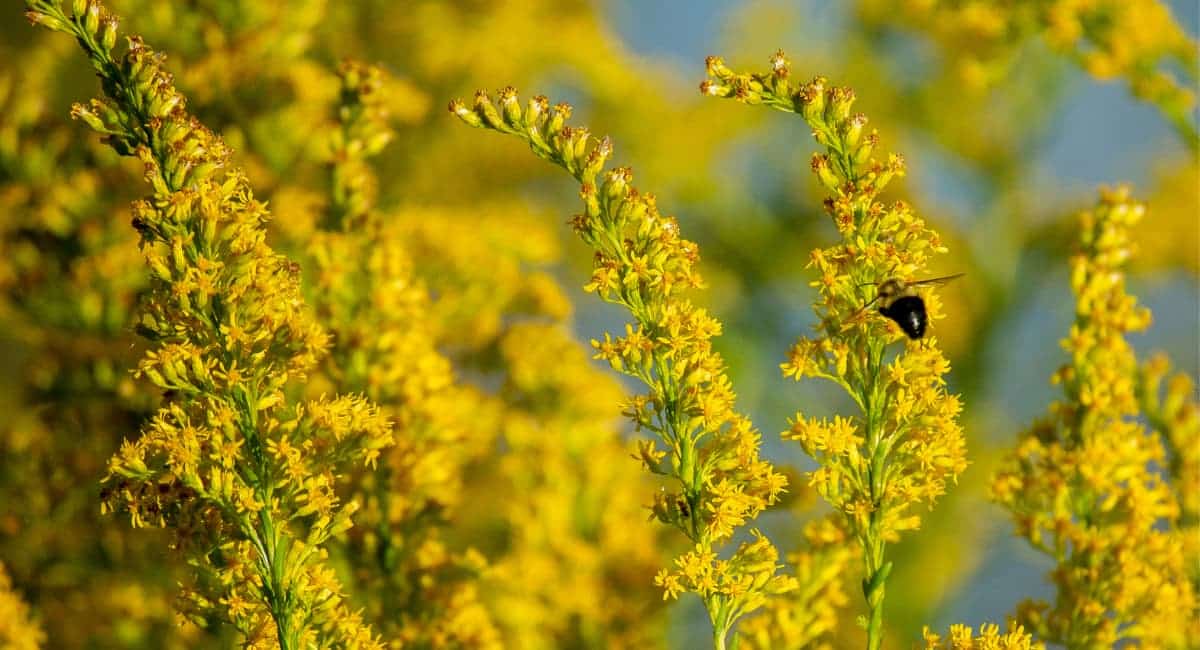 Invasive alien plant species - a threat to biodiversity - Ecogain