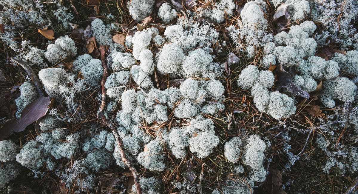 Soil lichen prediction – accurate basis for sustainable land use - Ecogain